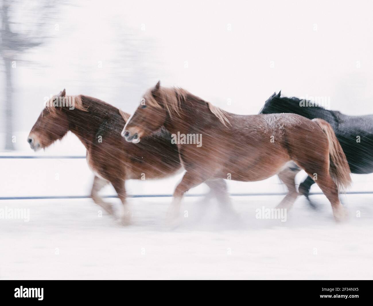 Farm Horses Running Stock Photo - Alamy