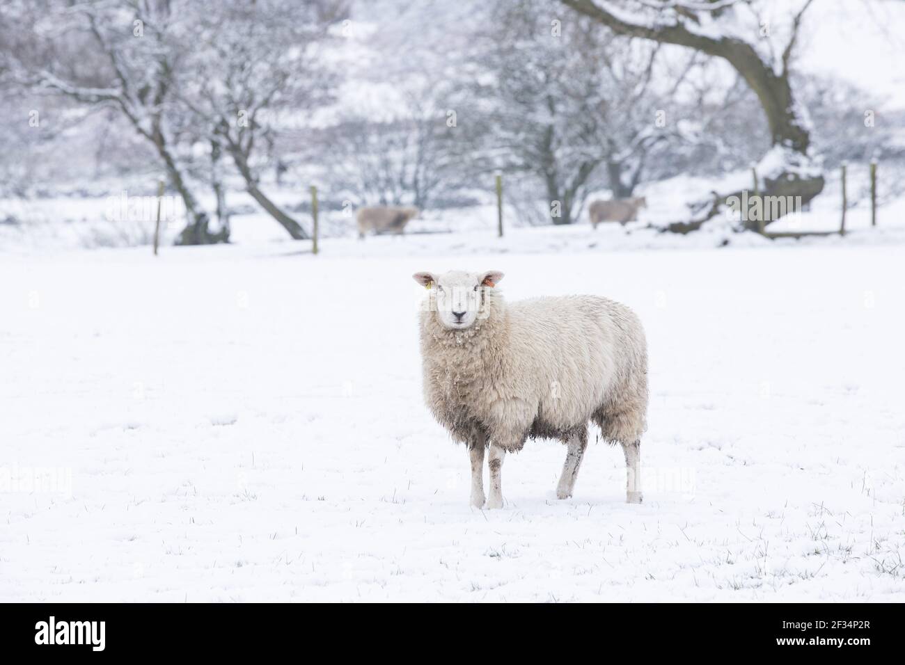 White Sheep ewes livestock in the winter snow scene Christmas greeting ...