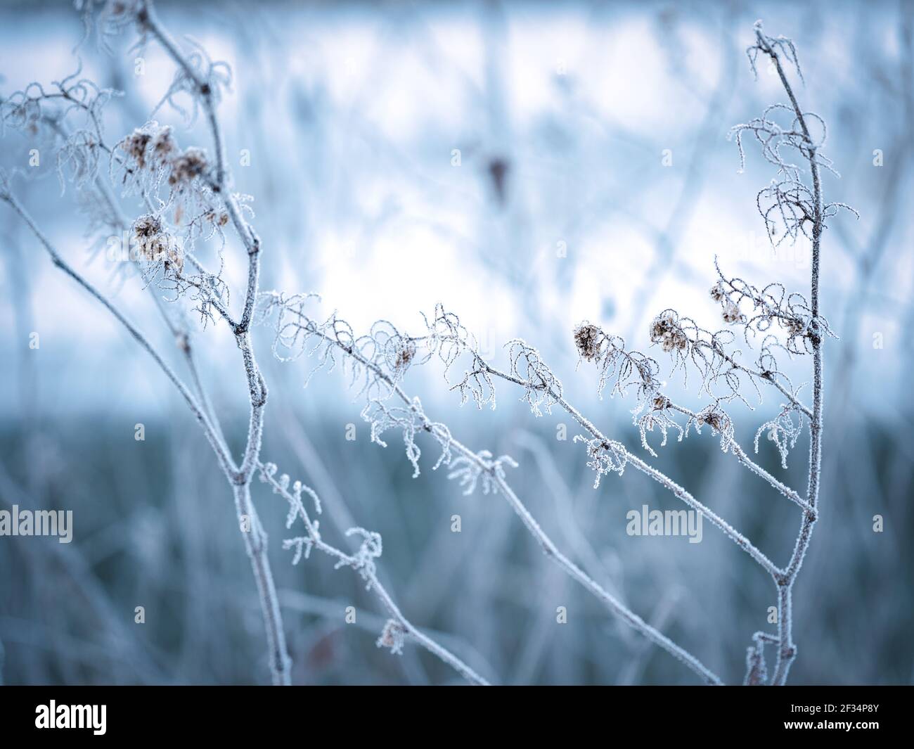 Dead Tree in Steam Fog Stock Photo - Alamy