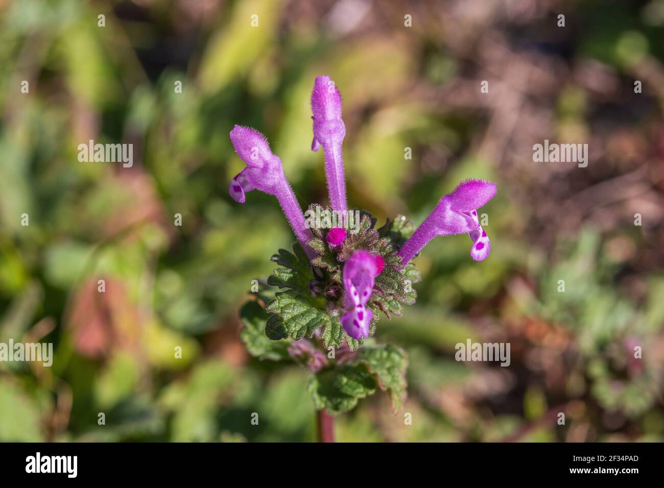 Lamium amplexicaule, Henbit Deadnettle Flower Stock Photo - Alamy
