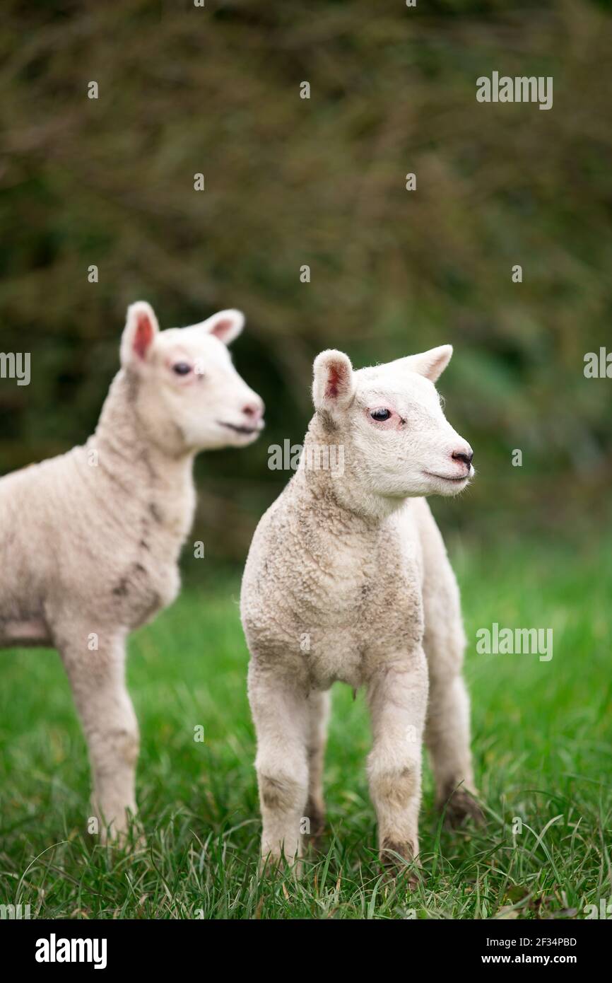 Two twin lambs sheep livestock on farmland and green grass Stock Photo ...