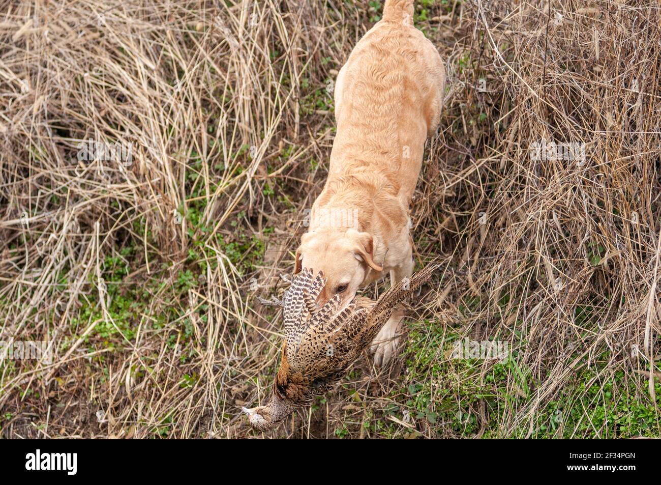Labrador retriever retrieving pheasant hi-res stock photography and ...