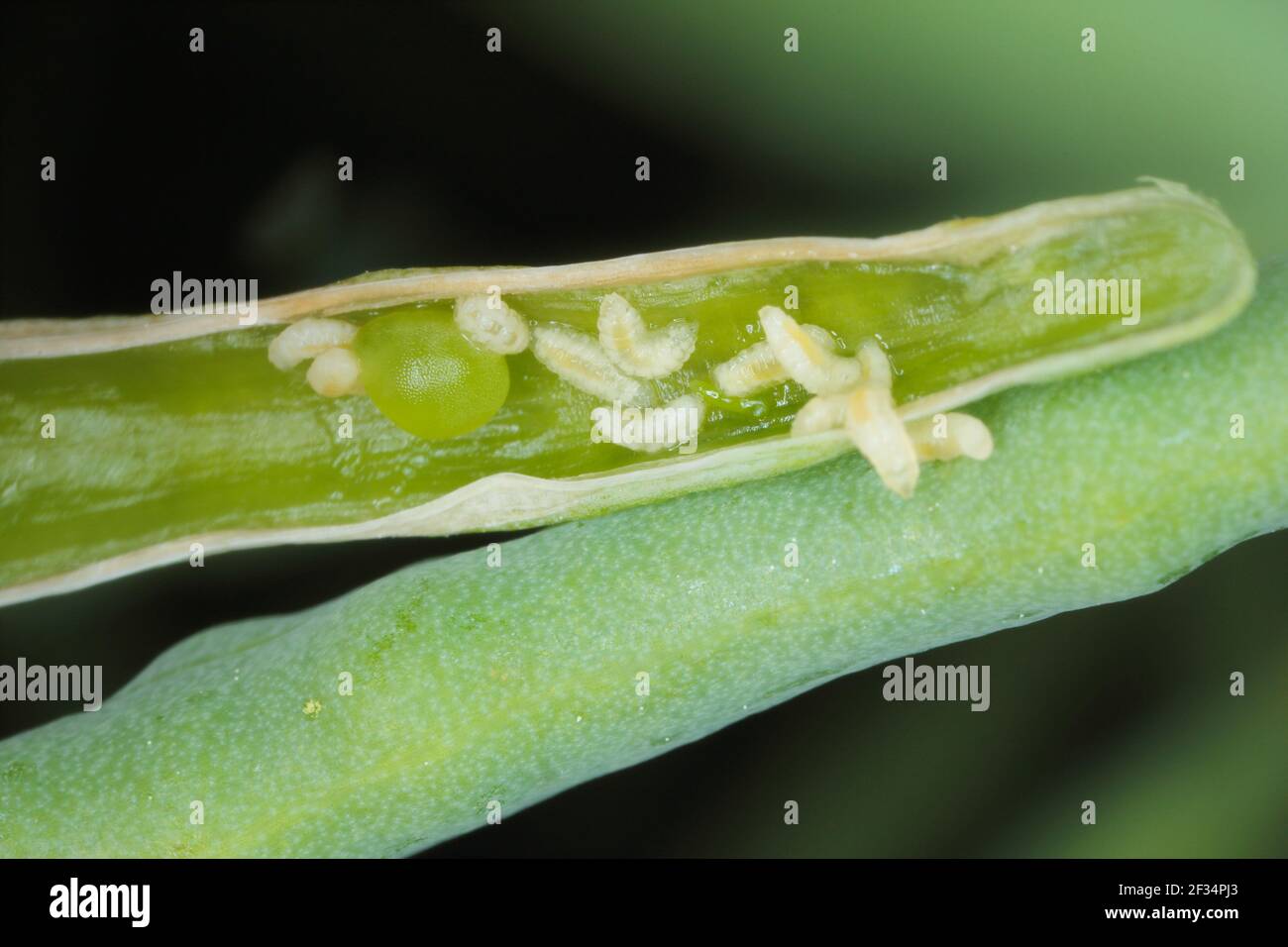Bladder pod midge Dasineura brassicae (formerly Dasyneura) larvae in ...