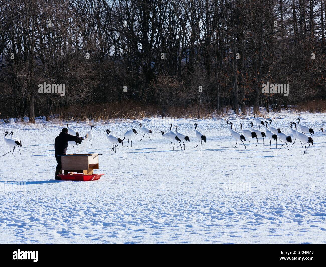 Crane feeding hi-res stock photography and images - Alamy