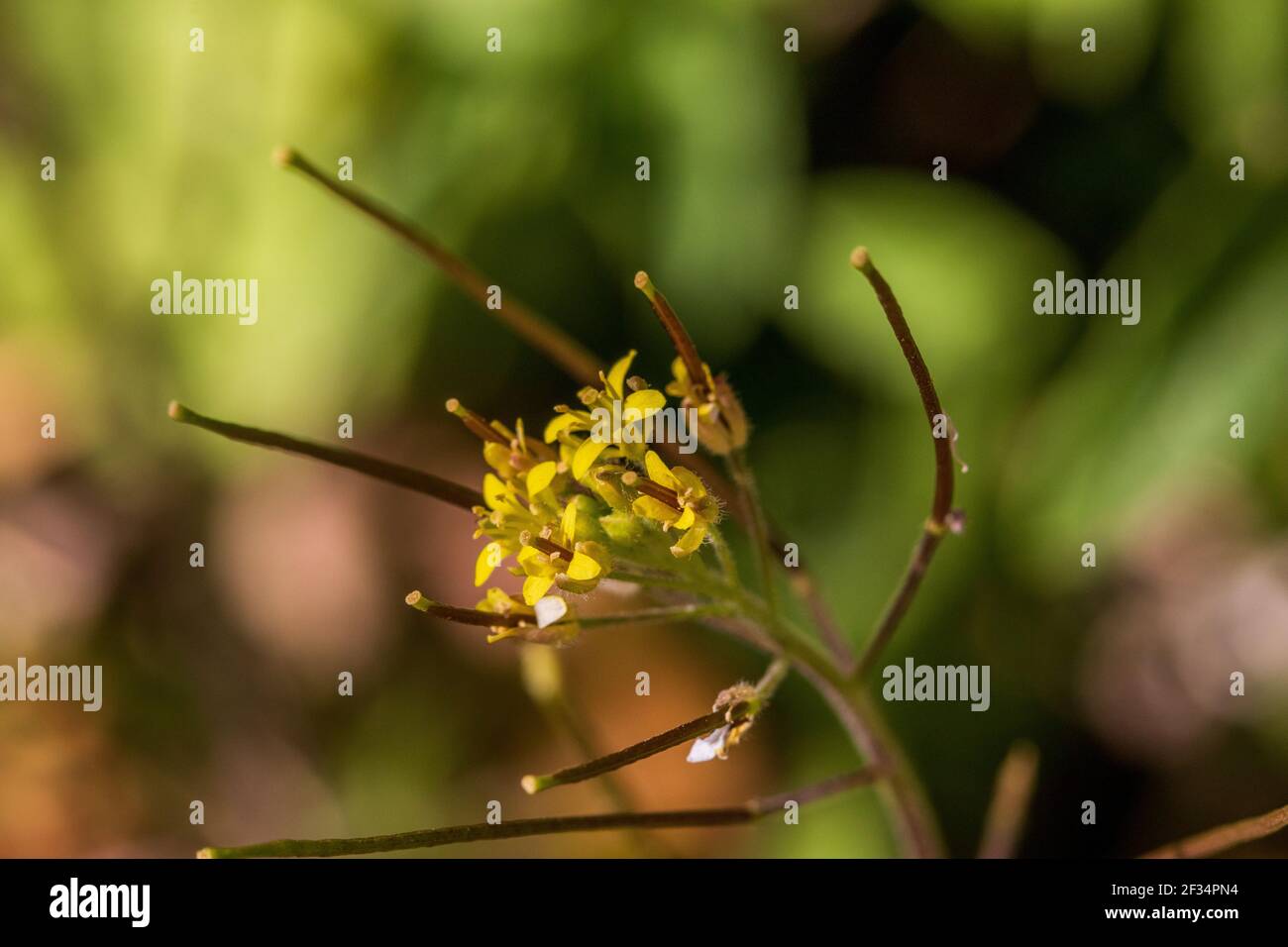 Sisymbrium irio, London rocket Plant in Flower Stock Photo - Alamy