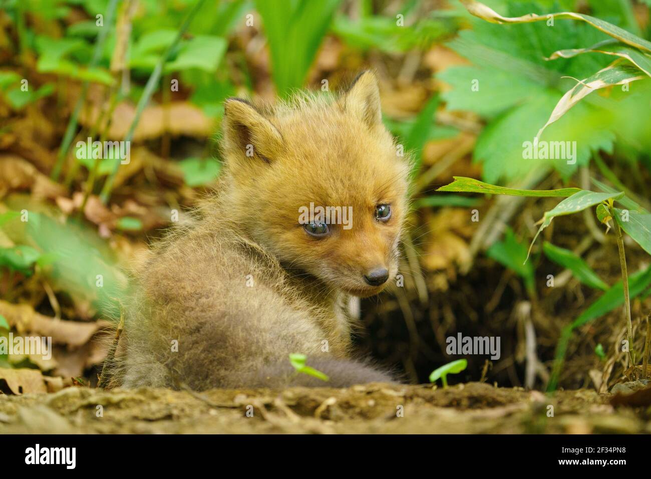 Charming fox hi-res stock photography and images - Alamy