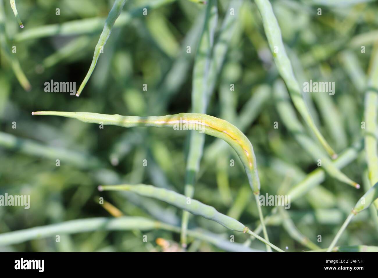 oilseed rape pod damaged by larvae of Bladder pod midge Dasineura ...