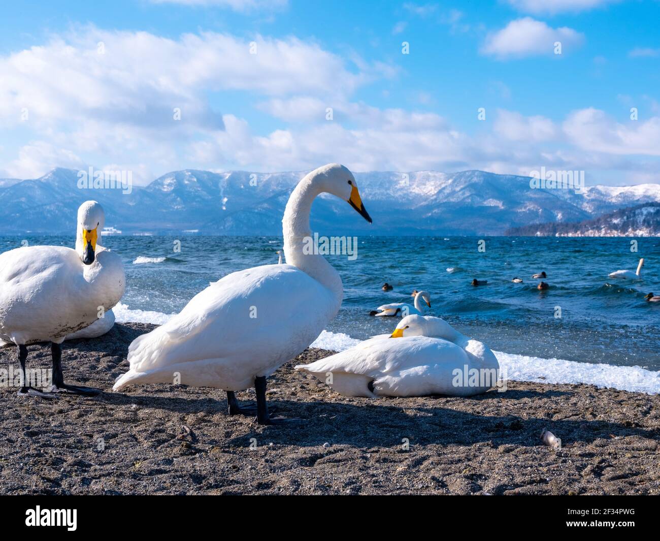 Swan at Lake Kussharo, Hokkaido, Japan Stock Photo - Alamy