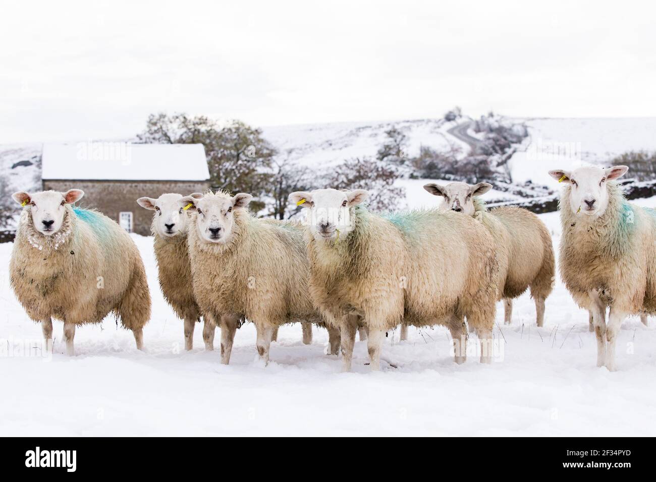 White Sheep ewes livestock in the winter snow scene Christmas greeting ...