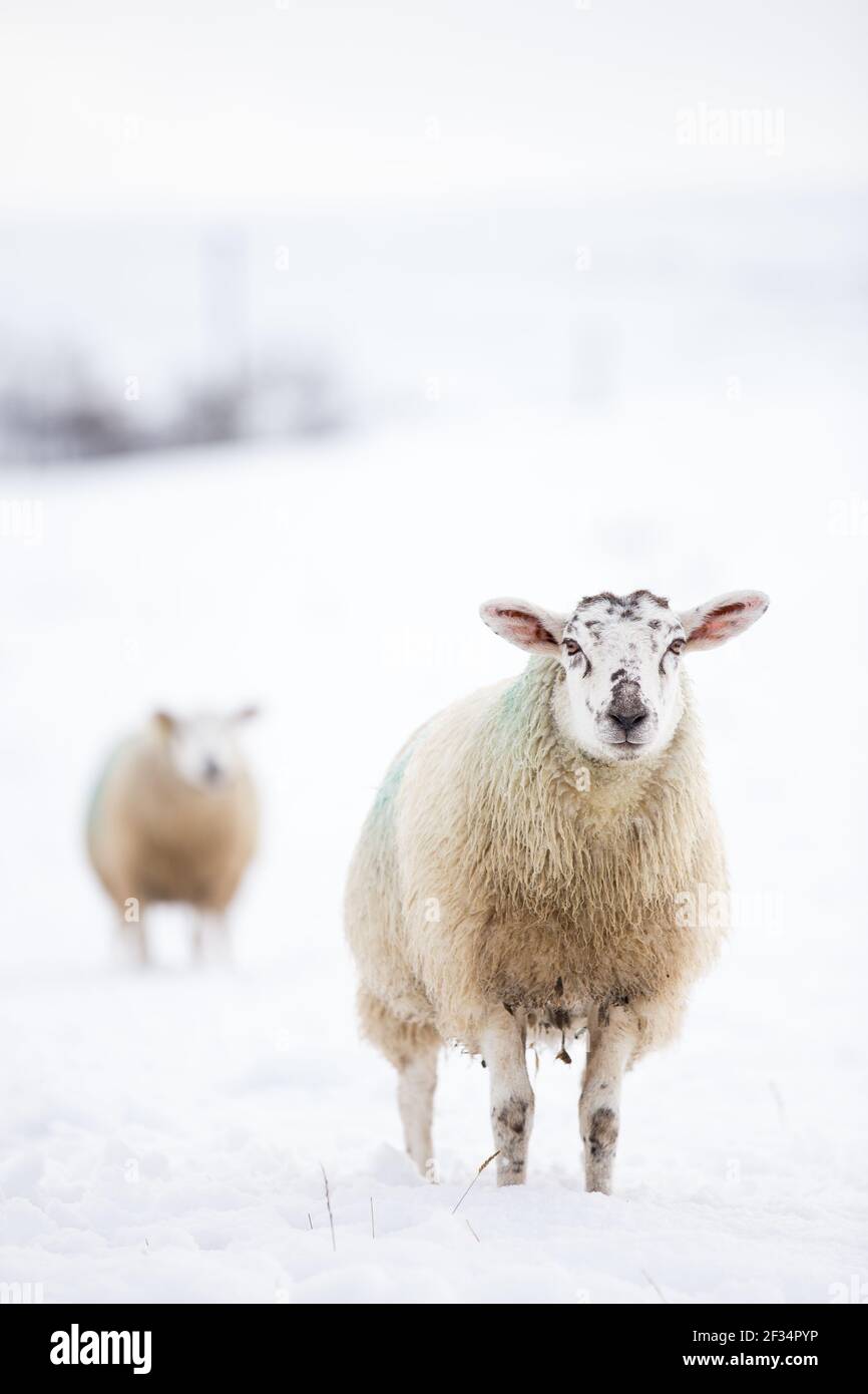 White Sheep ewes livestock in the winter snow scene Christmas greeting ...