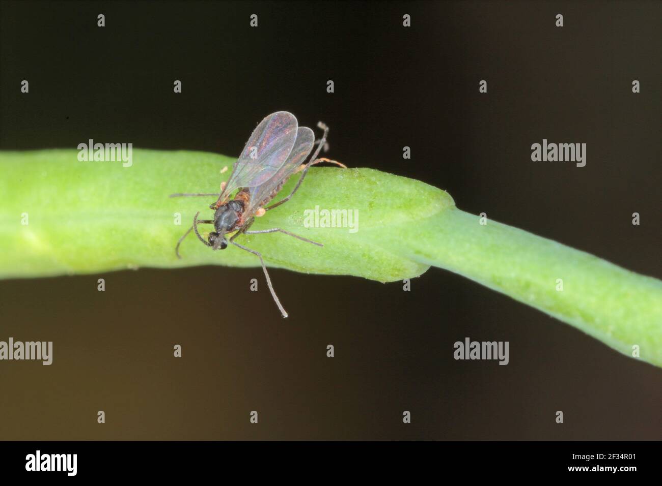 Bladder pod midge Dasineura brassicae (formerly Dasyneura) female ...