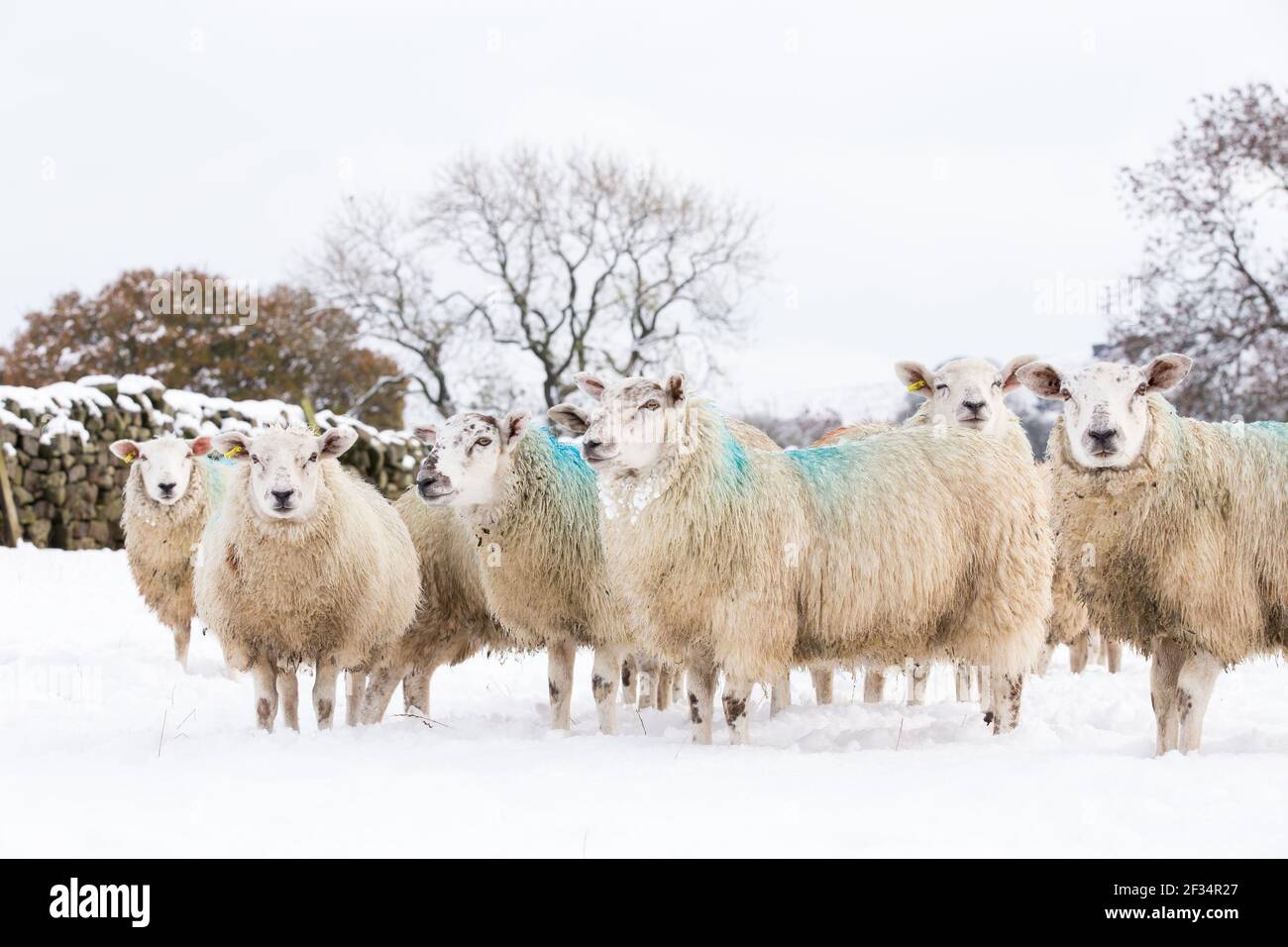 White Sheep ewes livestock in the winter snow scene Christmas greeting ...
