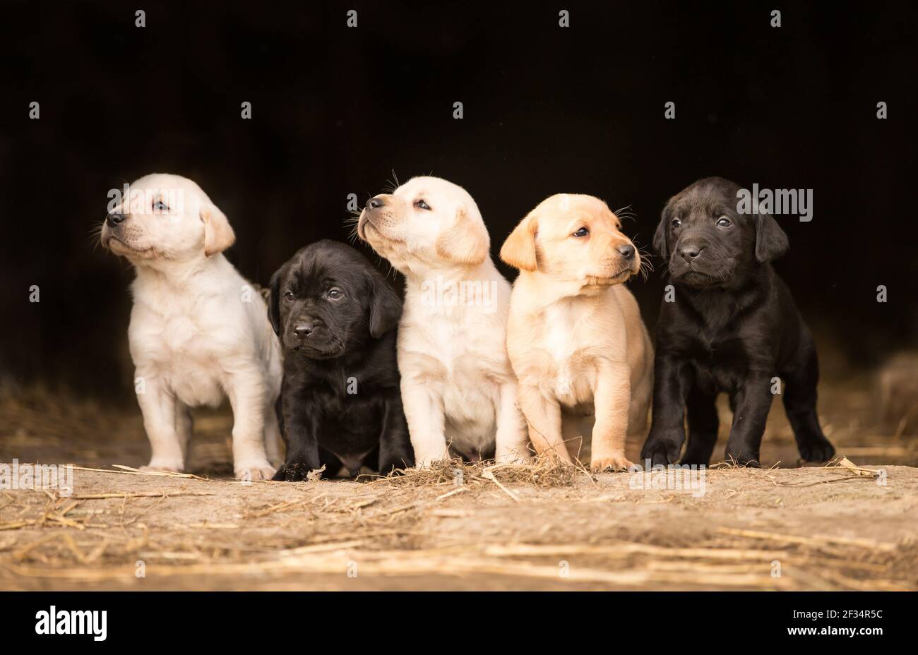 Labrador golden retriever puppies together Stock Photo - Alamy