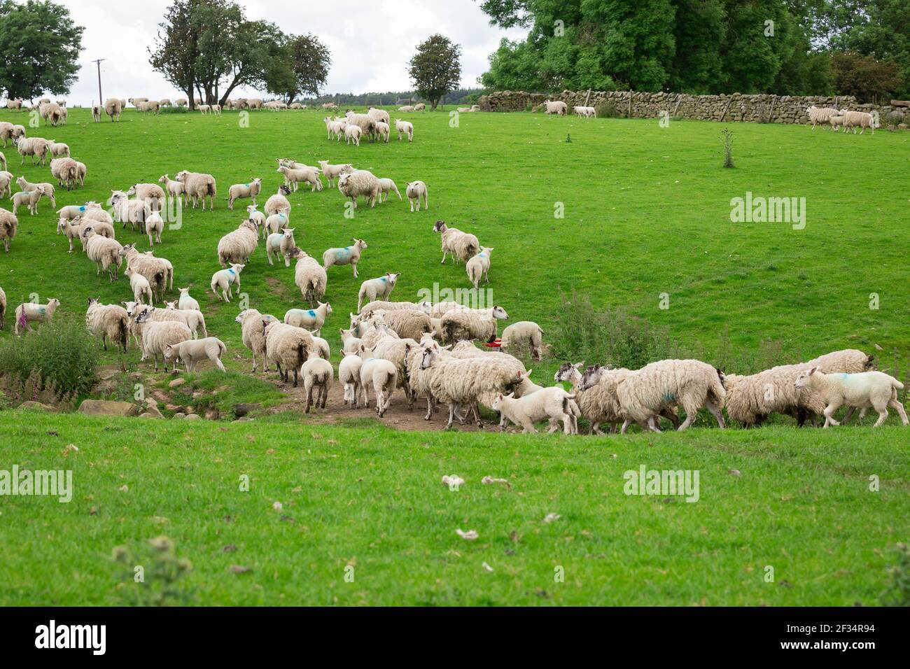 Lambs group black white hi-res stock photography and images - Alamy