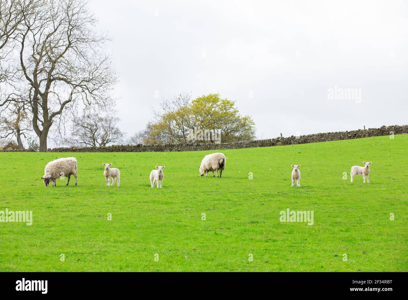 Lambs group black white hi-res stock photography and images - Alamy
