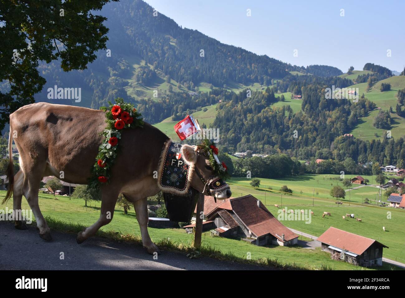 Cows coming down from the Alps, Entlebuchar Alpafahrt, Switzerland ...