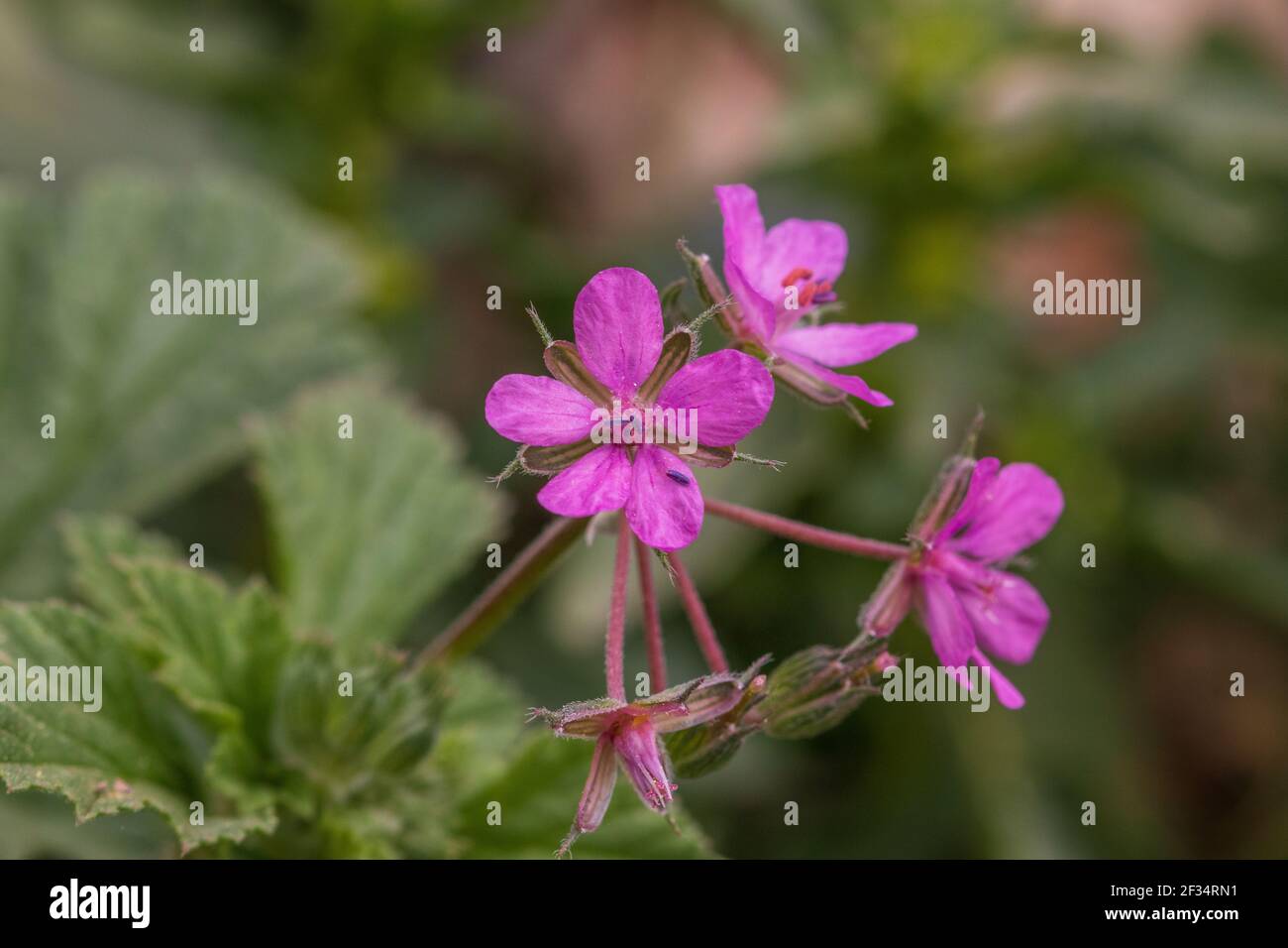 Erodium malacoides, Mediterranean Storksbill Flower Stock Photo - Alamy