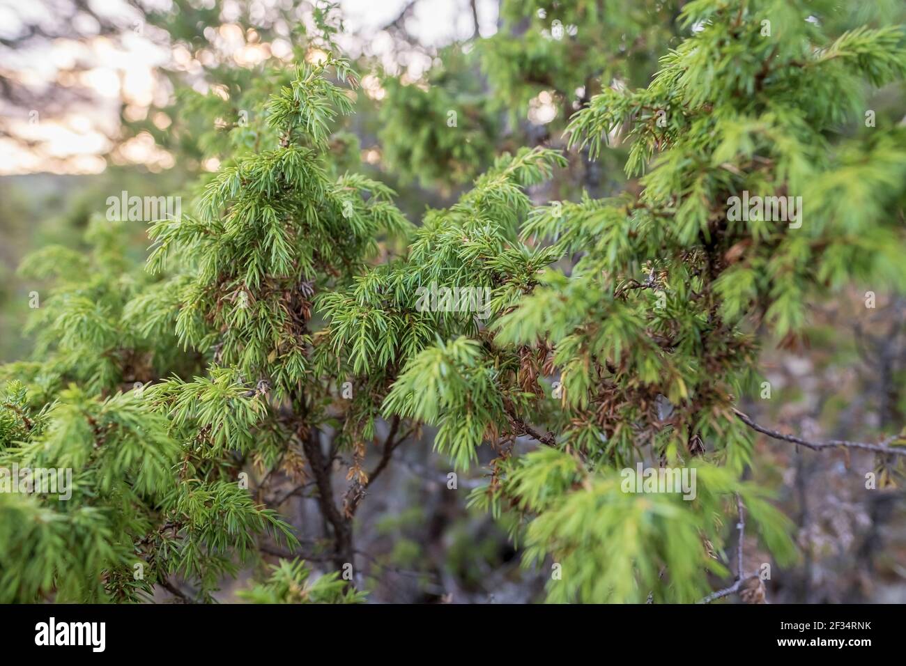 Evergreen juniper hi-res stock photography and images - Alamy