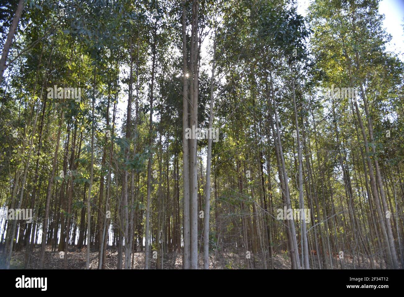 Reforestation trees hi-res stock photography and images - Alamy