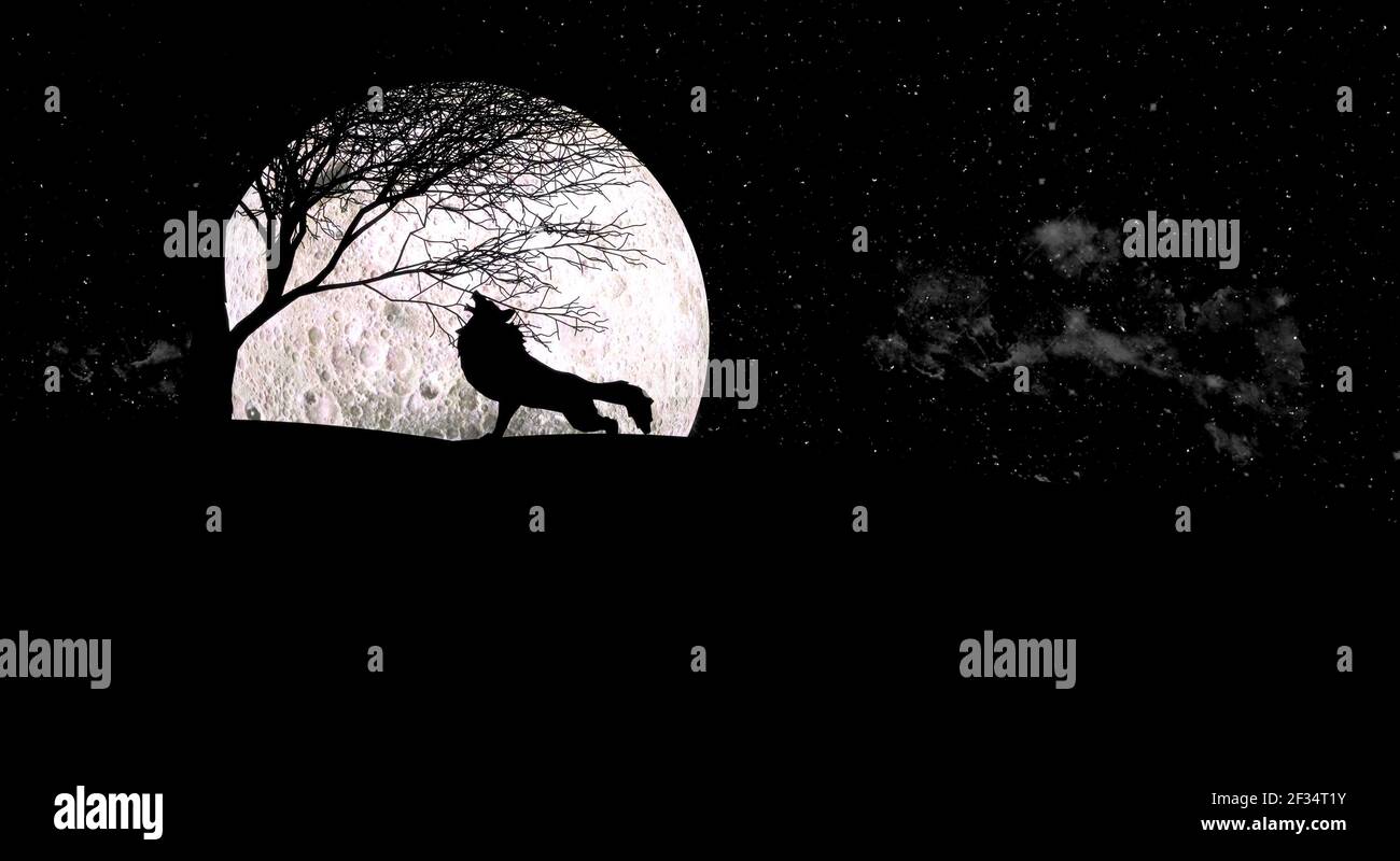 Wolf howling during full moon night, A howl can communicate things like ...