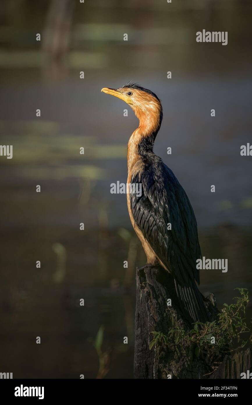 Australian shag hi-res stock photography and images - Alamy