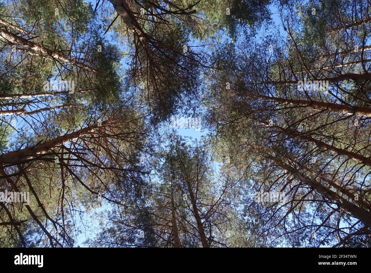 tall trees from below Stock Photo - Alamy