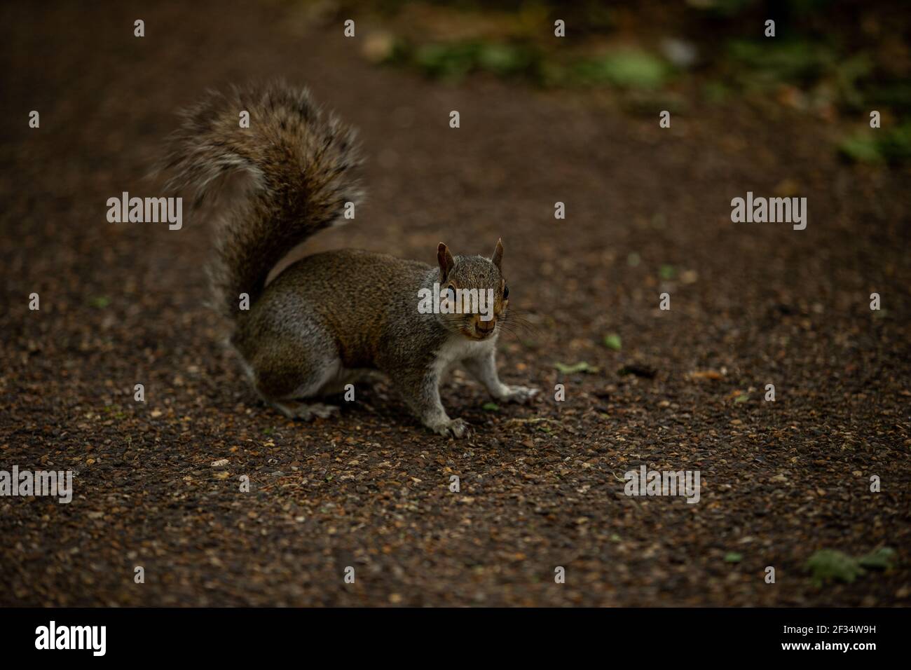 A squirrel in St. James Park in Central London Stock Photo - Alamy