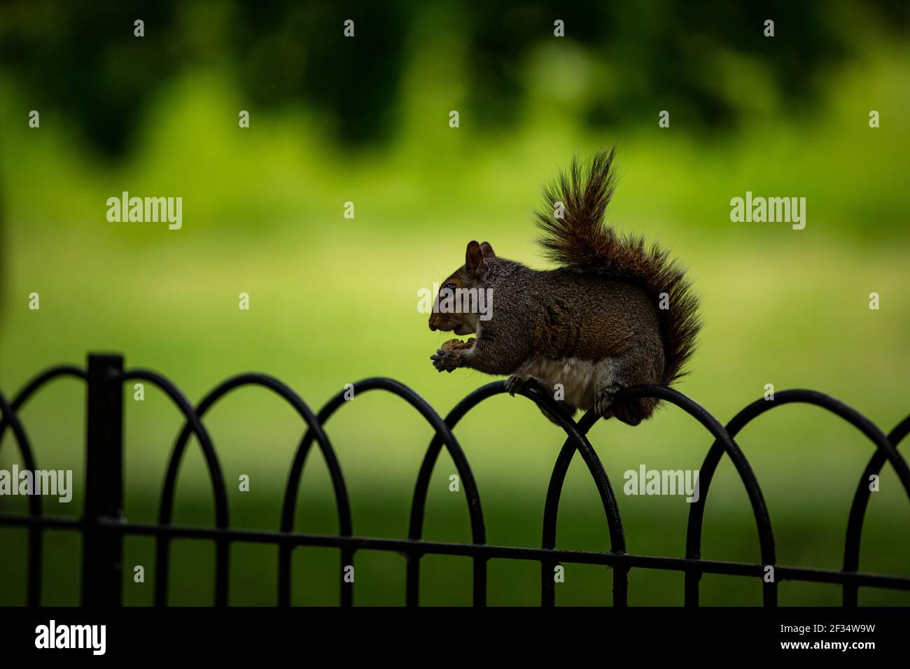 A squirrel in St. James Park in Central London Stock Photo - Alamy