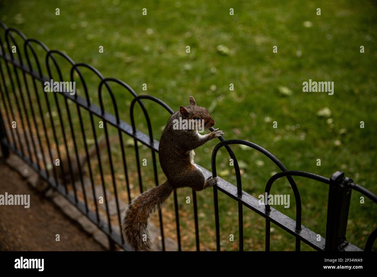 Squirrel in st james park hi-res stock photography and images - Alamy
