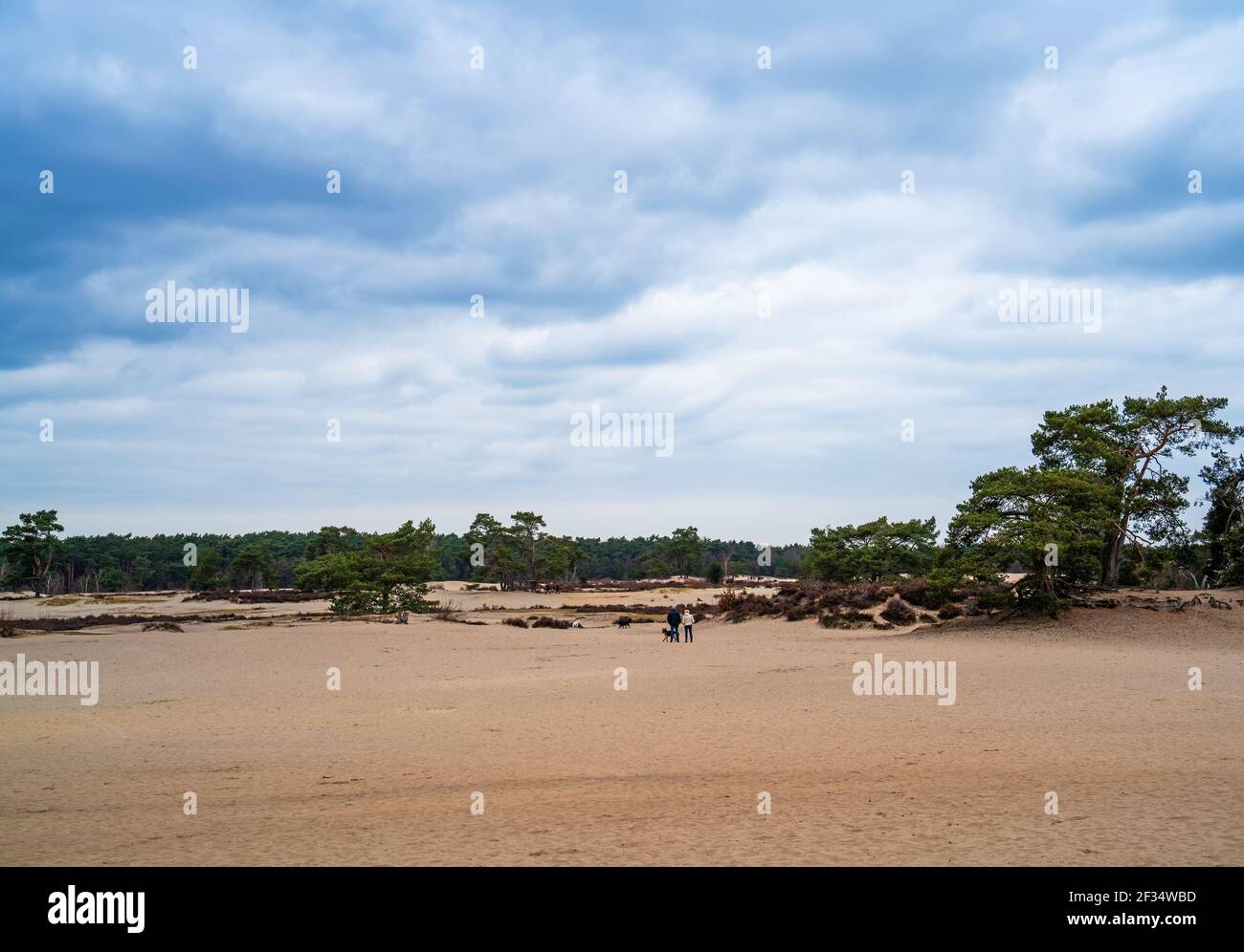 Landscape at Soesterduinen near Amersfoort, Netherlands Stock Photo - Alamy