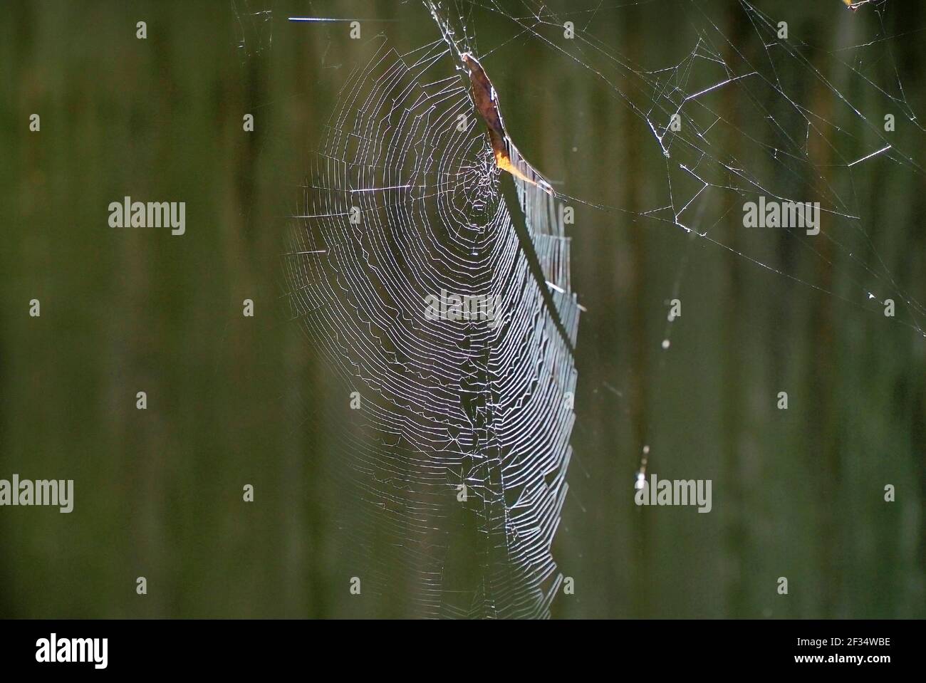 Spider Net between plants Stock Photo - Alamy