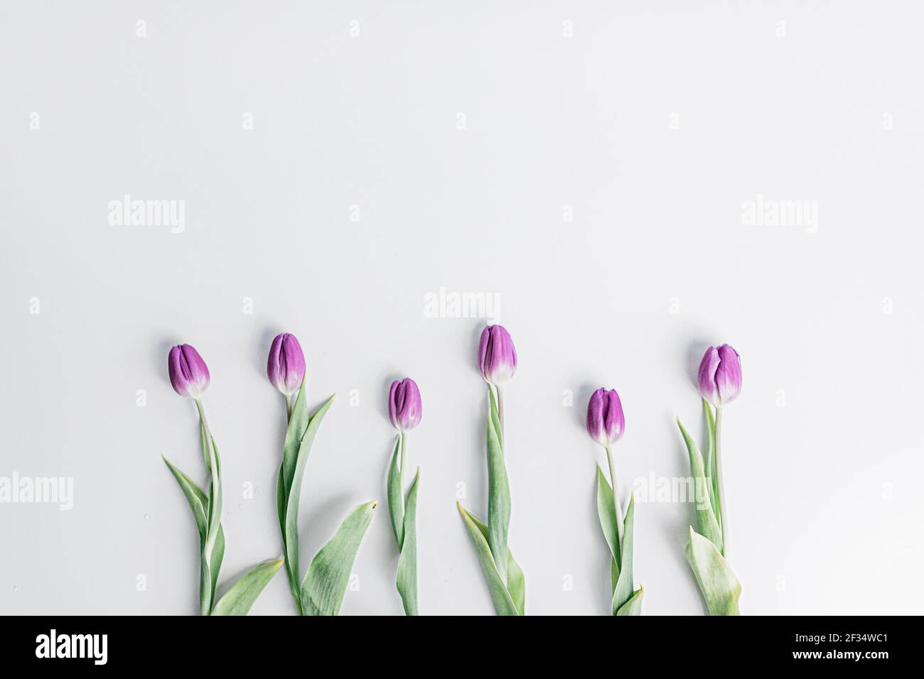 Puple pink hi-res stock photography and images - Alamy