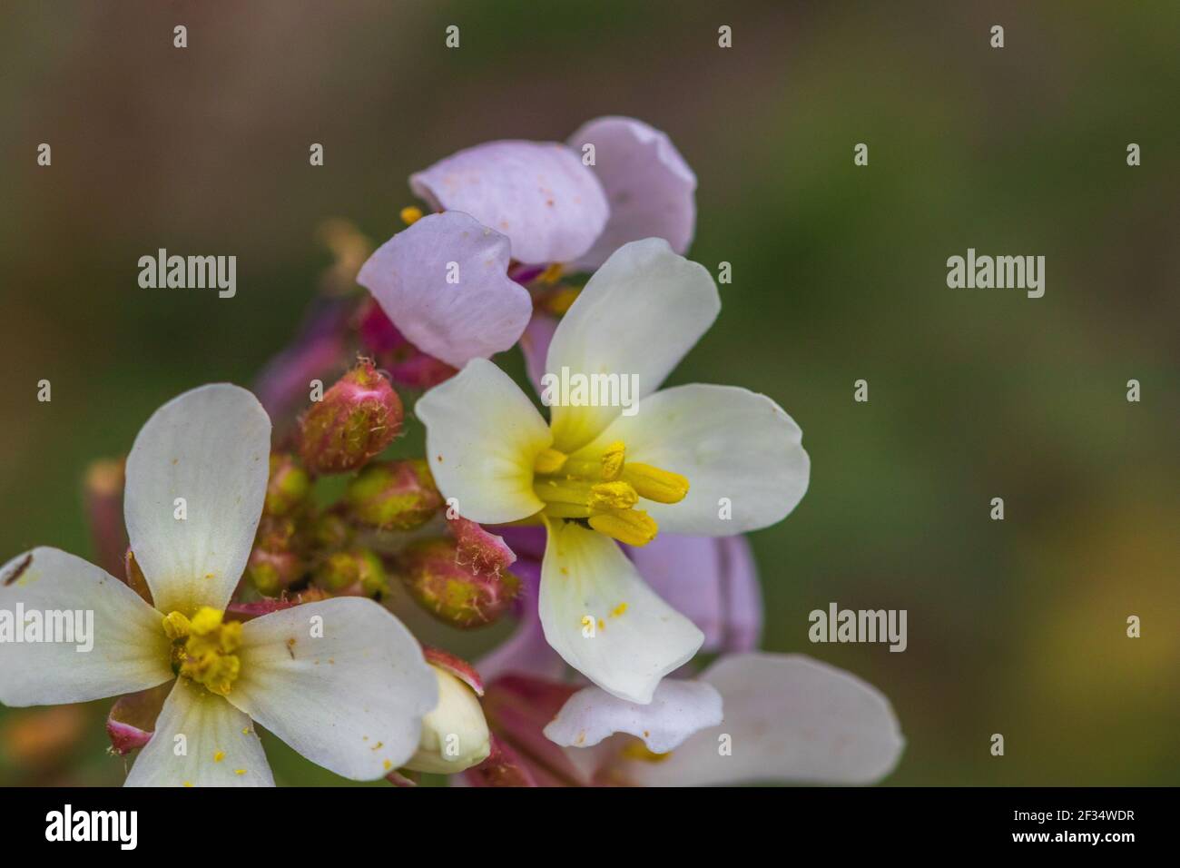 Annual wall rocket hi-res stock photography and images - Alamy