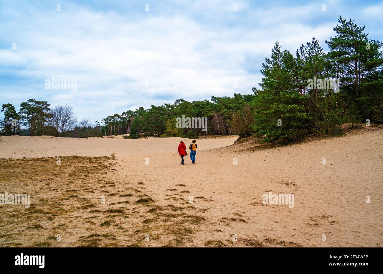 Landscape at Soesterduinen near Amersfoort, Netherlands Stock Photo - Alamy