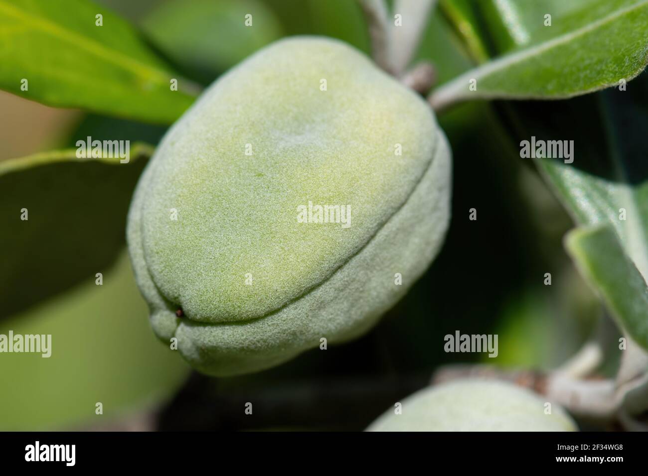 Close up view of New Zealand Karo tree (Pittosporum crassifolium) seed ...
