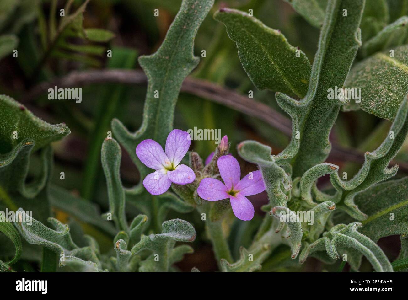 Matthiola parviflora hi-res stock photography and images - Alamy