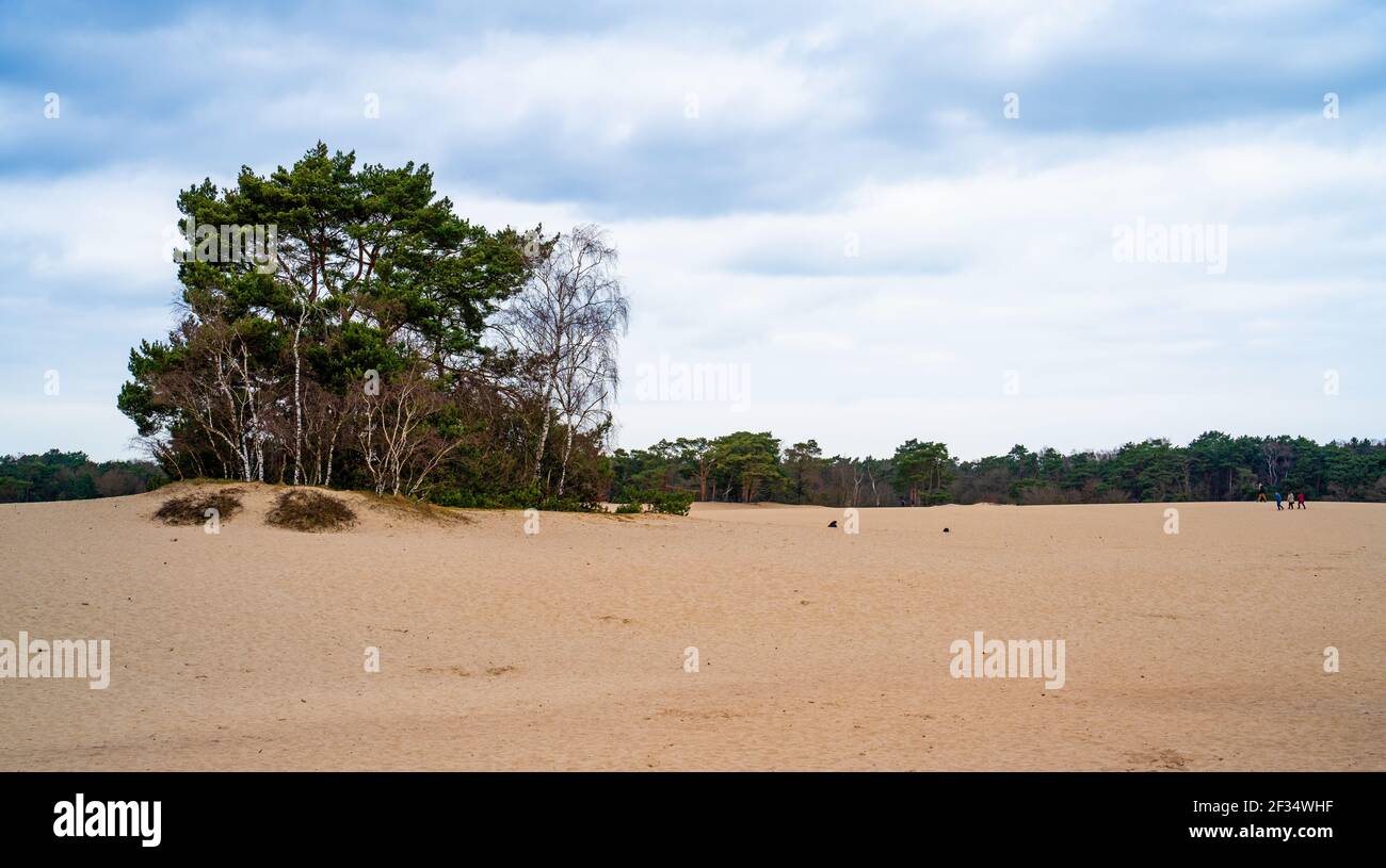 Landscape at Soesterduinen near Amersfoort, Netherlands Stock Photo - Alamy