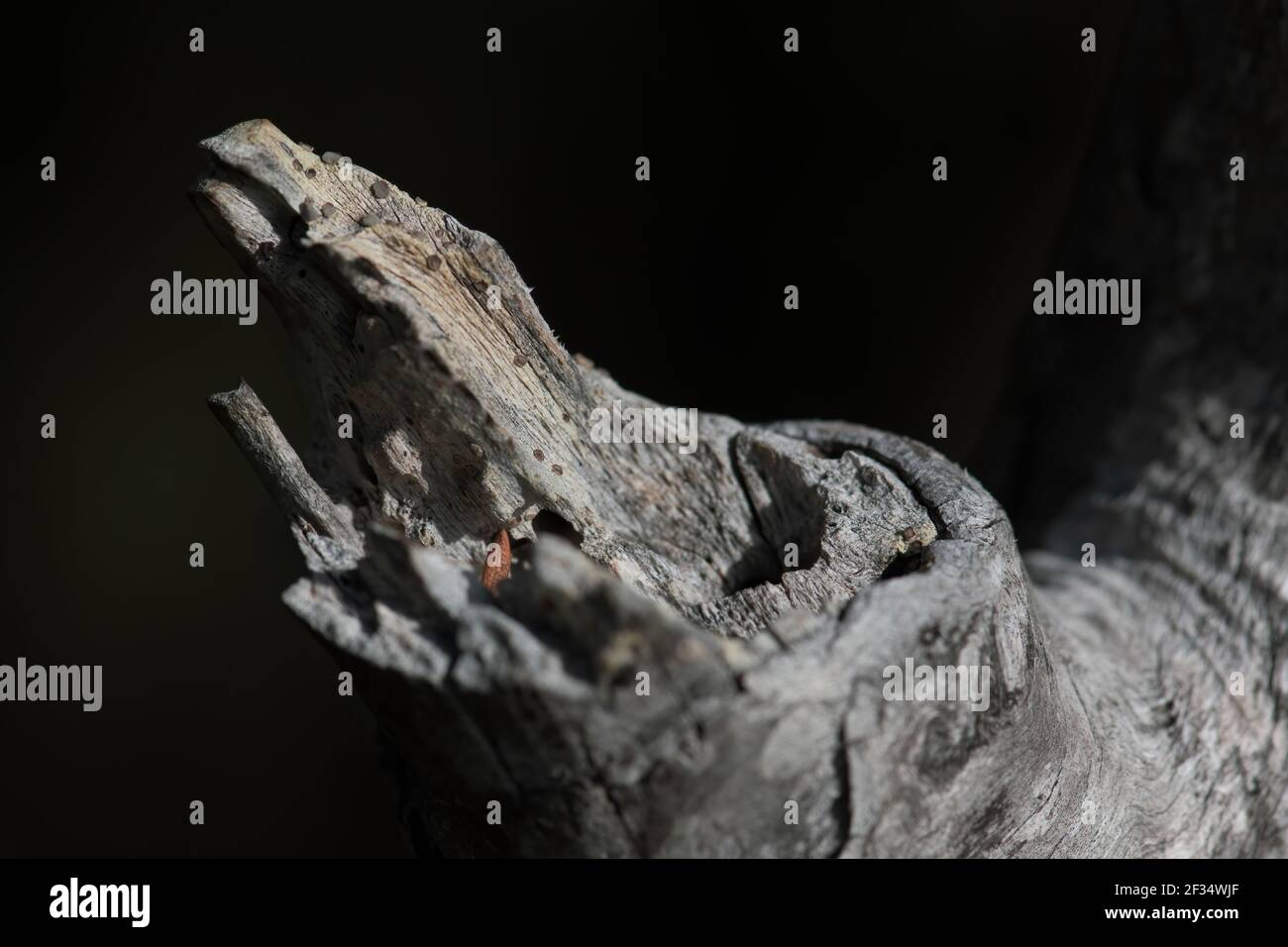 Dead timber close up hi-res stock photography and images - Alamy