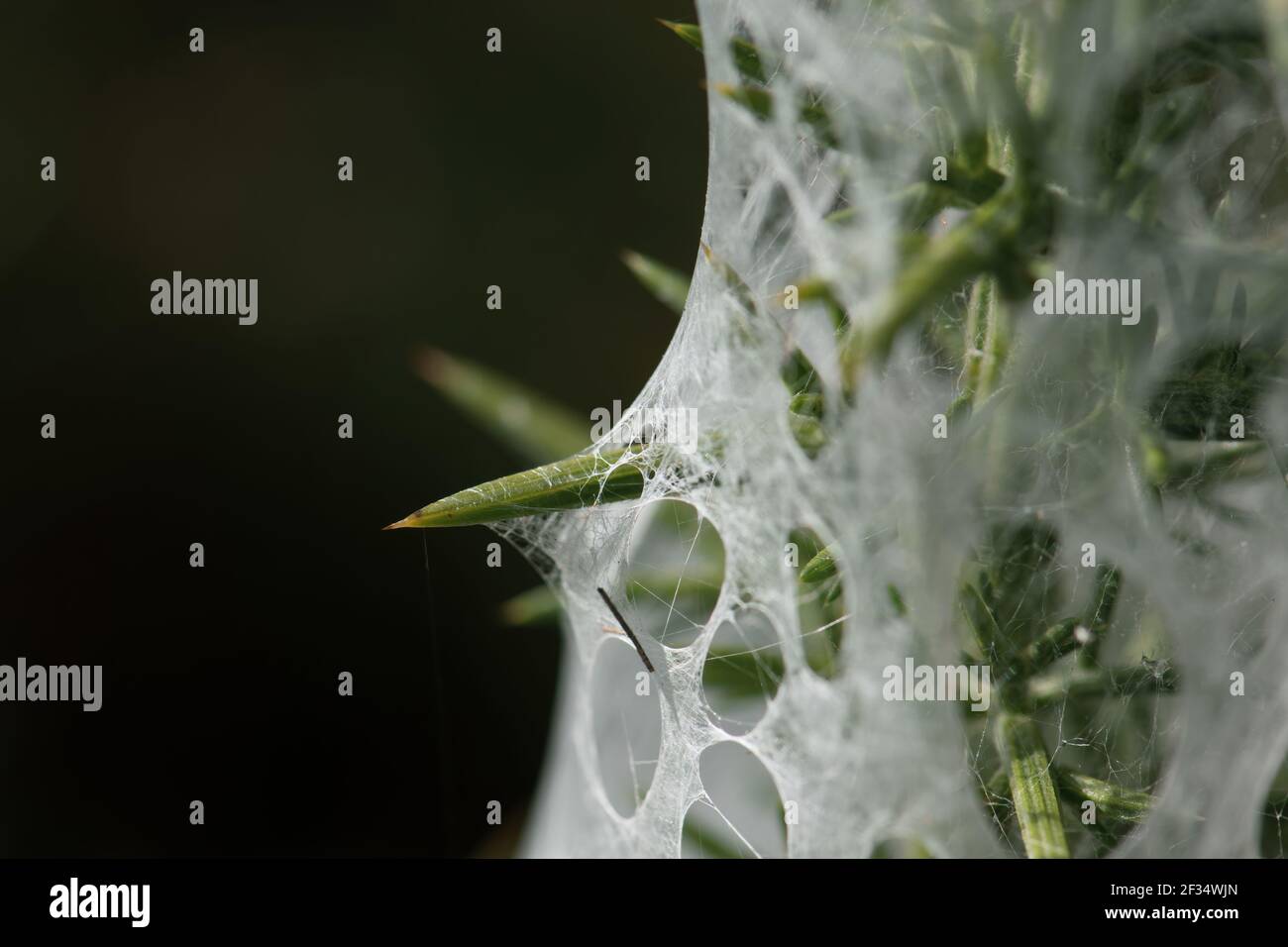 Close up view of spider web with holes on gorse plant with spikes ...