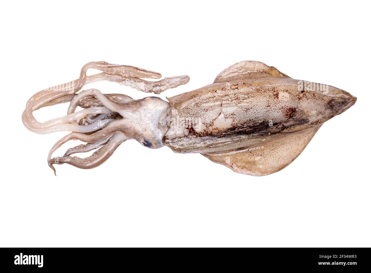 Australian squid Cut Out Stock Images & Pictures - Alamy