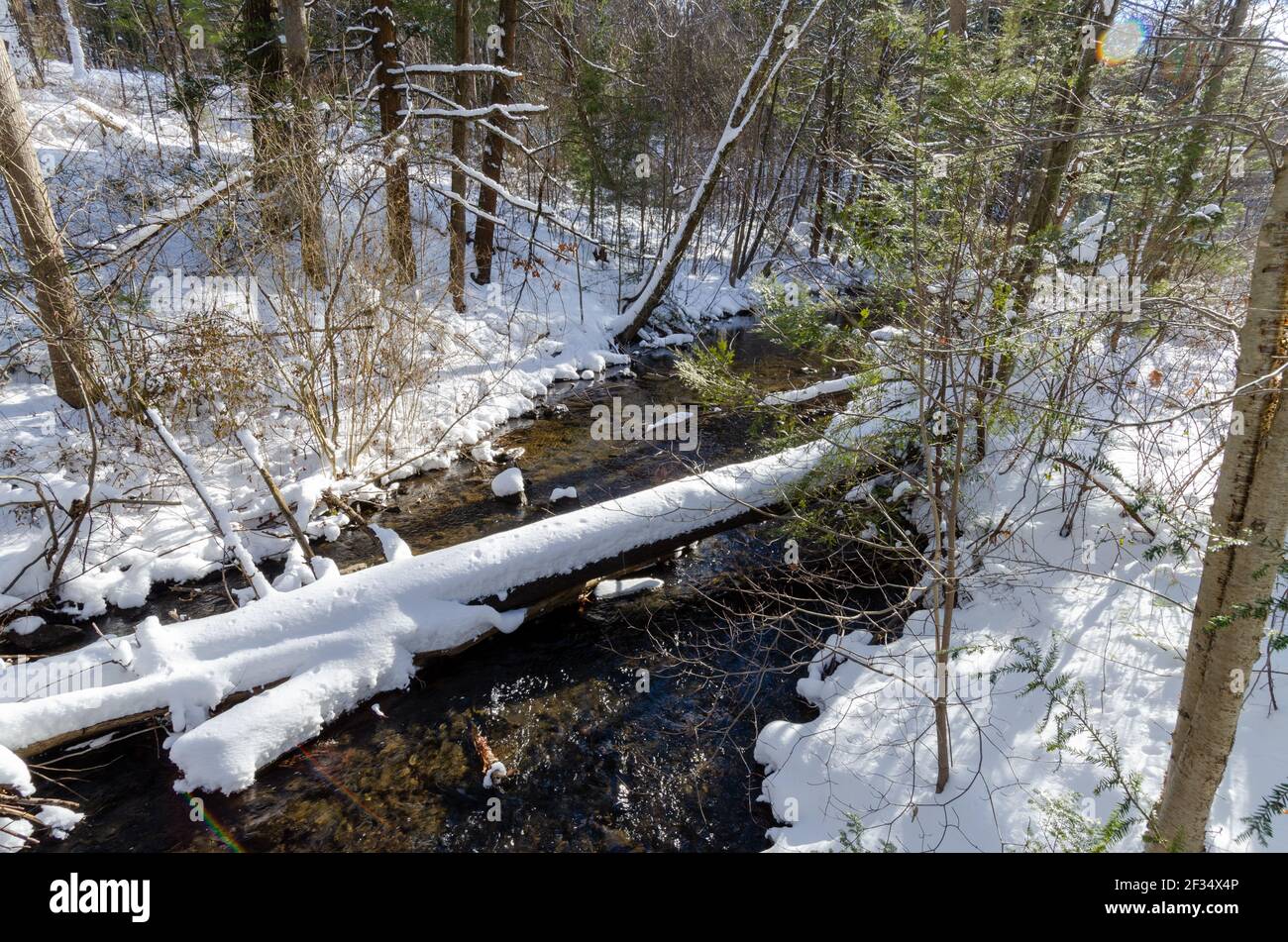 snow covered fallen tree across a creek after a blizzard Stock Photo ...