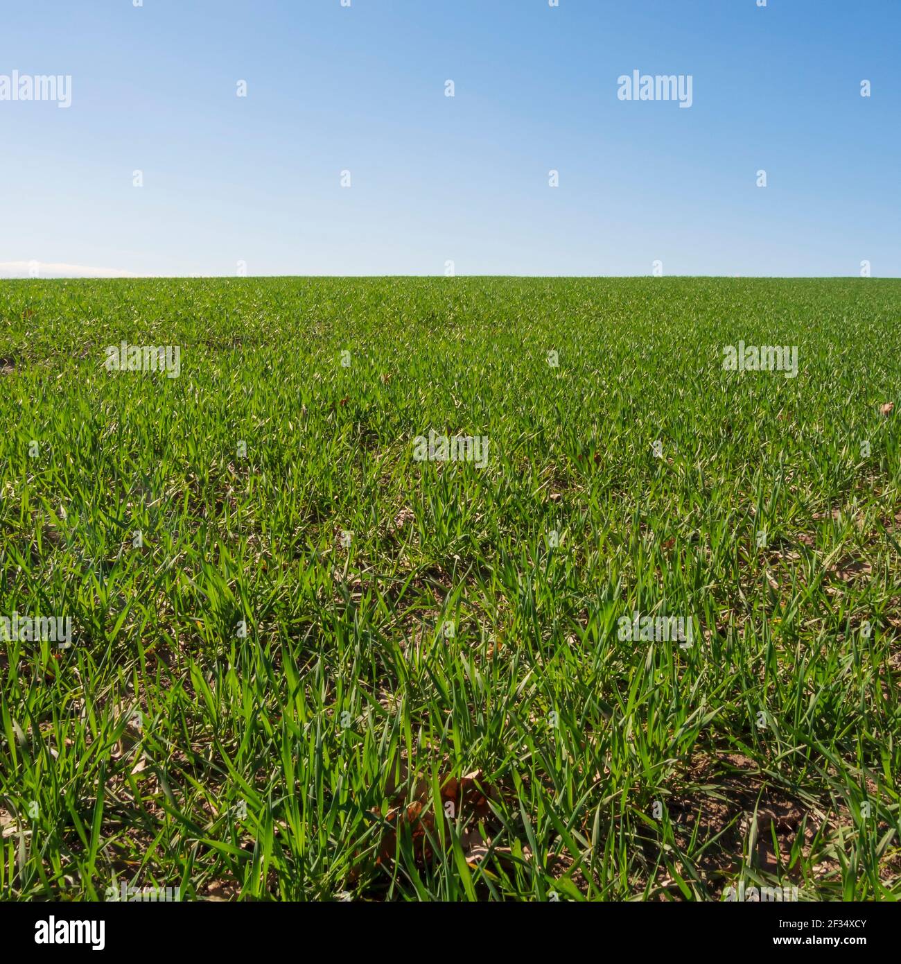Minimalistic rural scene corn hi-res stock photography and images - Alamy