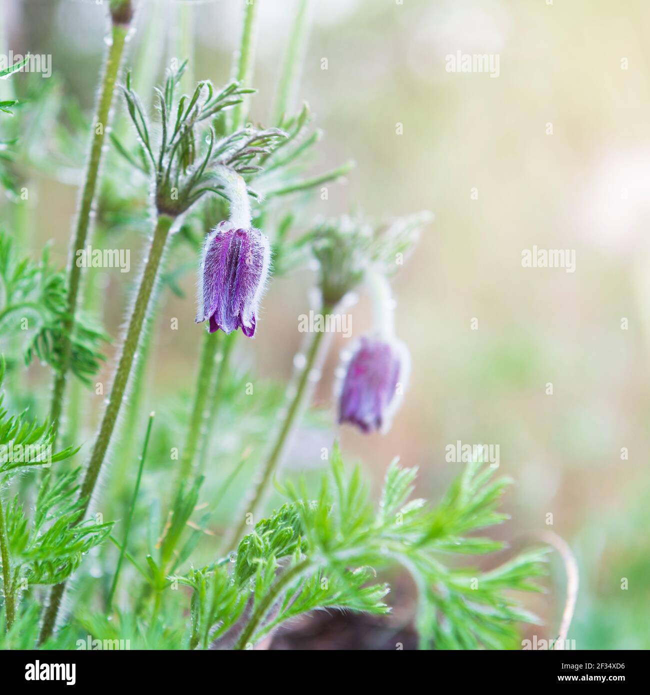 Eastern european flora hi-res stock photography and images - Alamy
