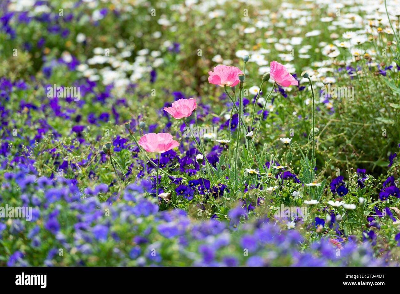 Beautiful spring wildflowers hi-res stock photography and images - Alamy