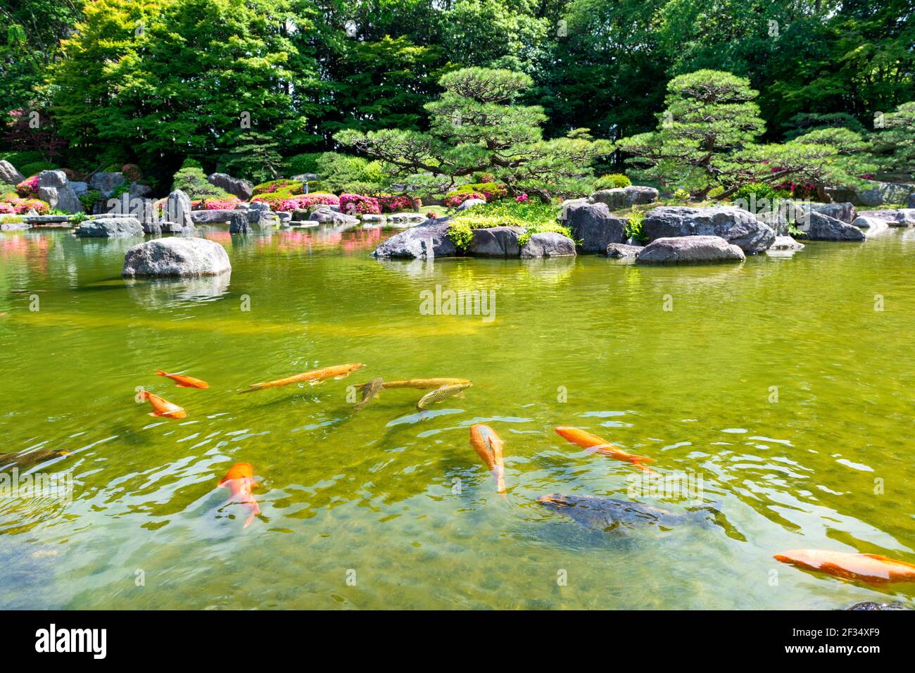 Colorful koi fishes in the pond of traditional Japanese garden in ...