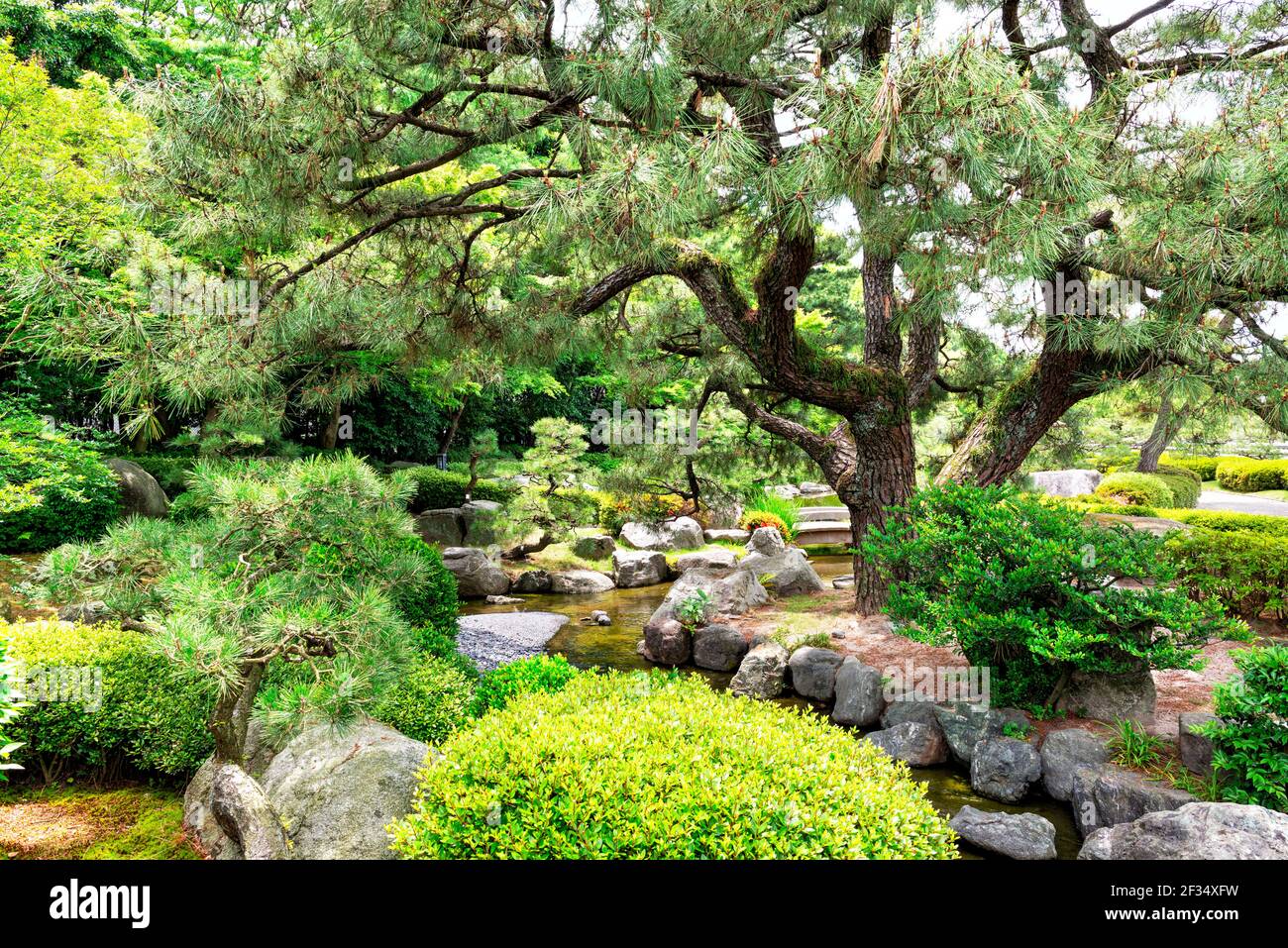 beautiful scene with pine tree in a spring japanese garden Stock Photo ...