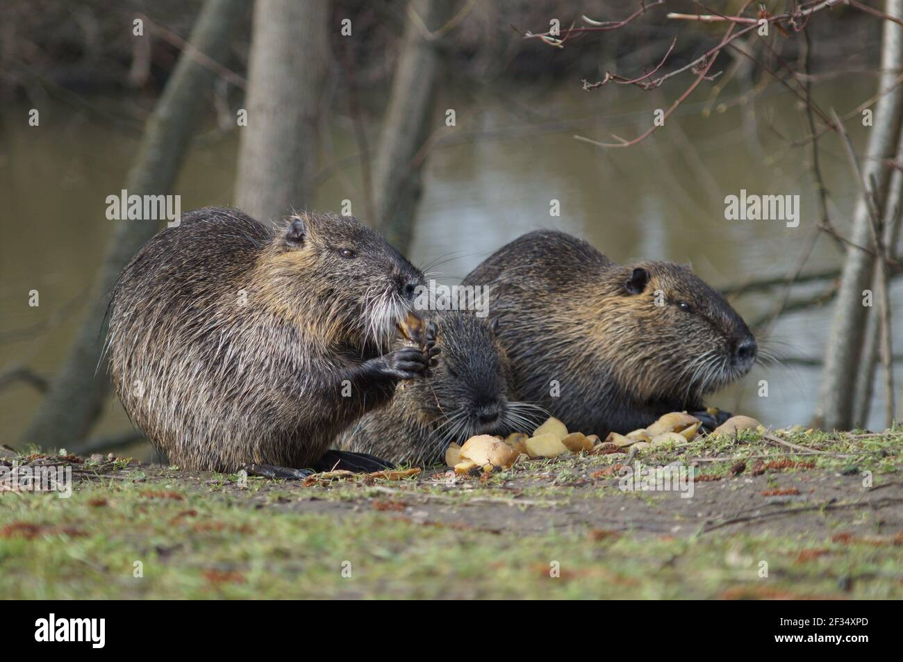Nutrias are an invasive species on the Nidda River in Frankfurt, here ...