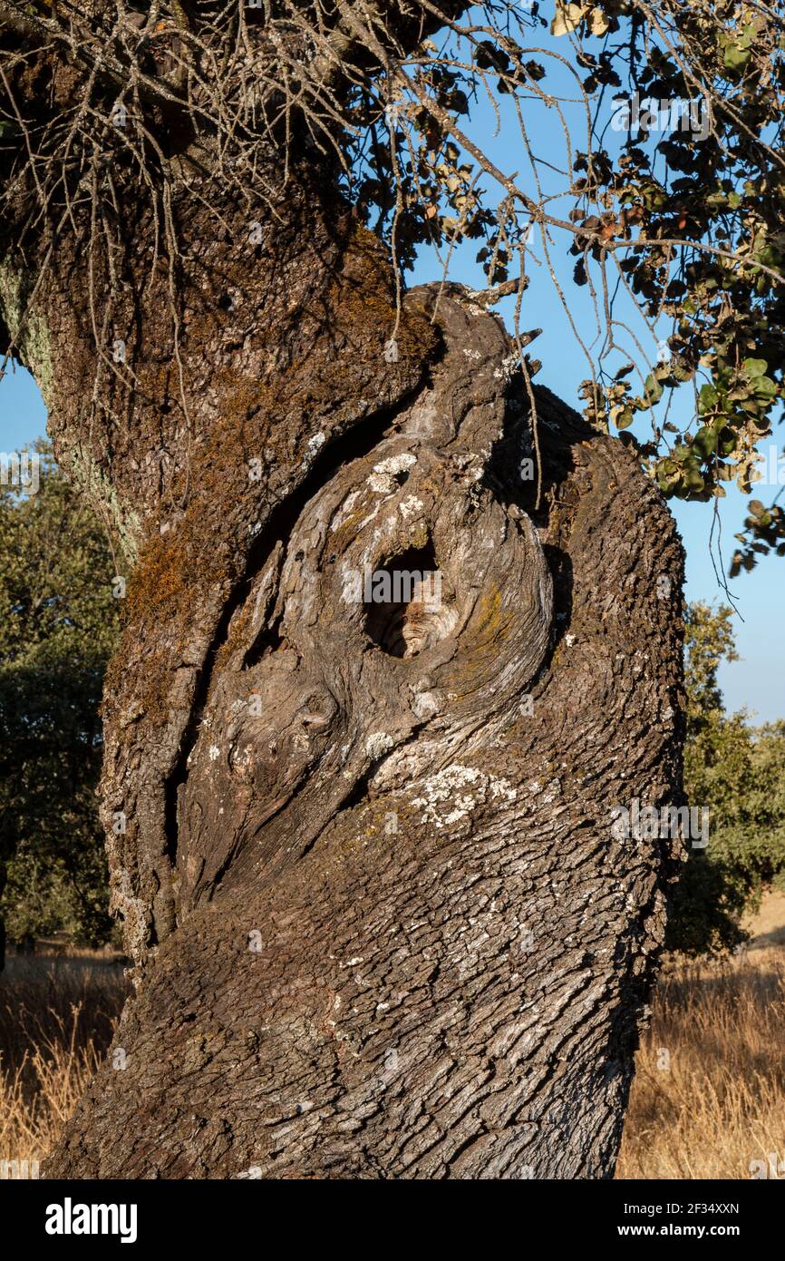 Acorn tree hi-res stock photography and images - Alamy