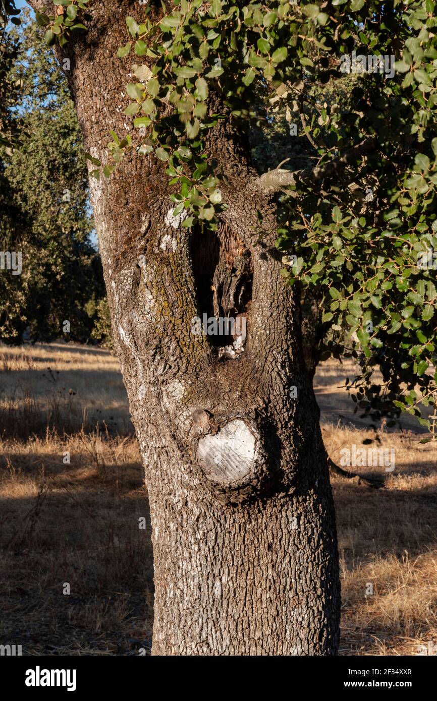 Acorn tree hi-res stock photography and images - Alamy