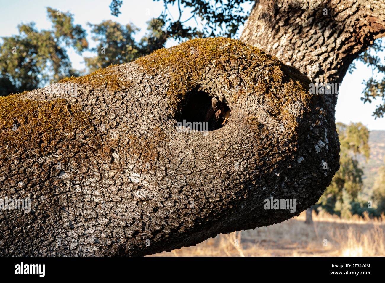 Old oak tree acorns hi-res stock photography and images - Alamy